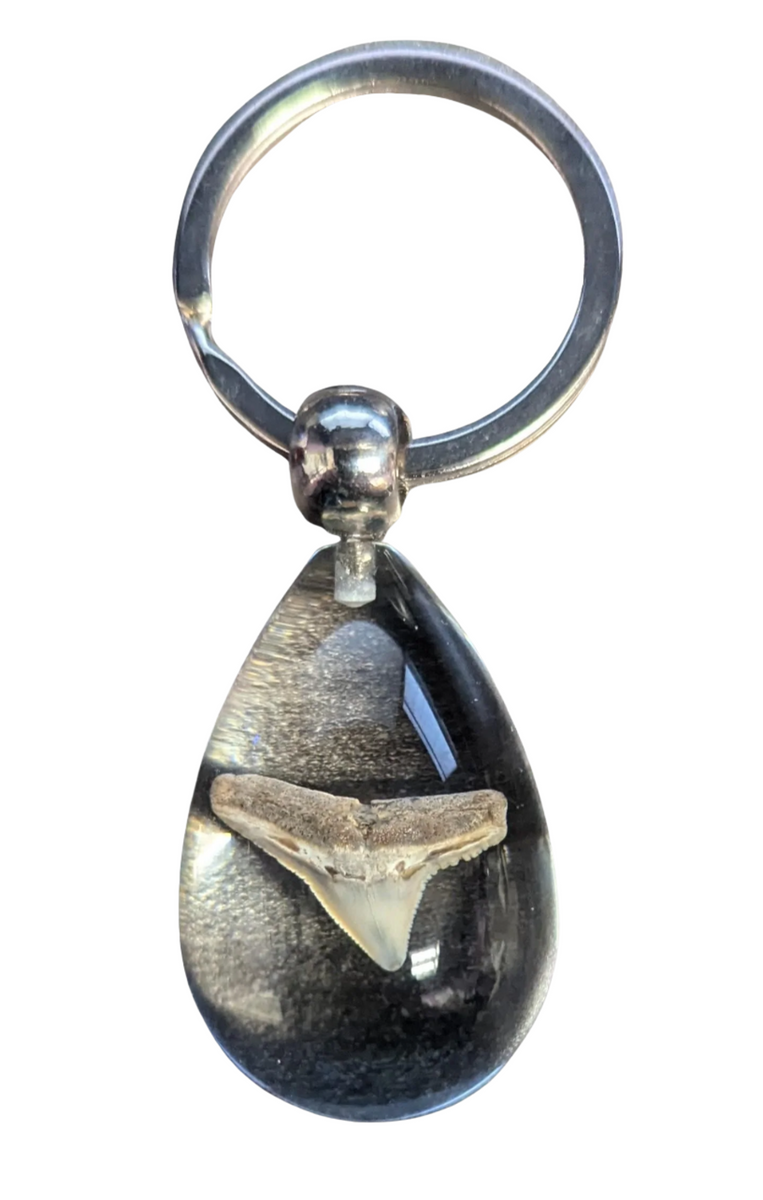 Clear Shark Tooth Keychain (KC12F-CLE) – ripleysaquariumstore