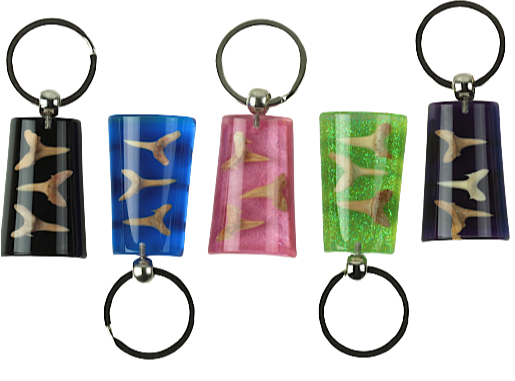 Shark Tooth Keychain (KC11) – ripleysaquariumstore